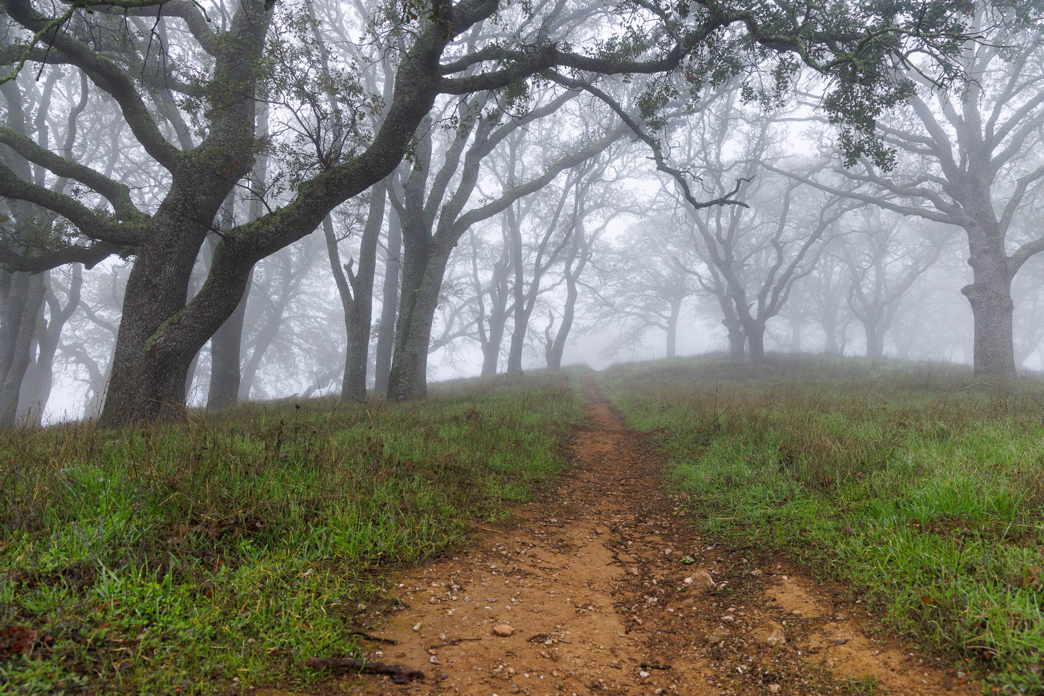 Above the Fog – Dashed Yellow Line